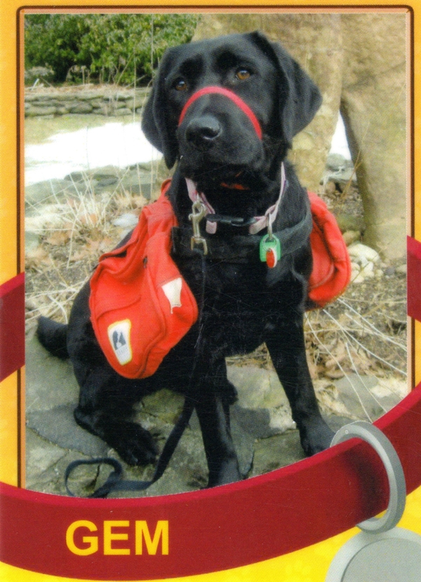 NEADS Dogs – Thimble Labrador Retrievers