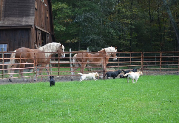 Thimble Labrador Retrievers – 195 Rice City Road, Coventry, RI 02817 ...